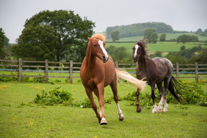 Brunst - Alternative Healthworks